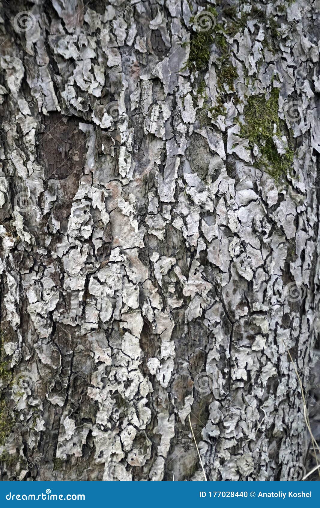 The Bark of an Apple Tree. Woody Plant Surface Texture Stock Photo ...