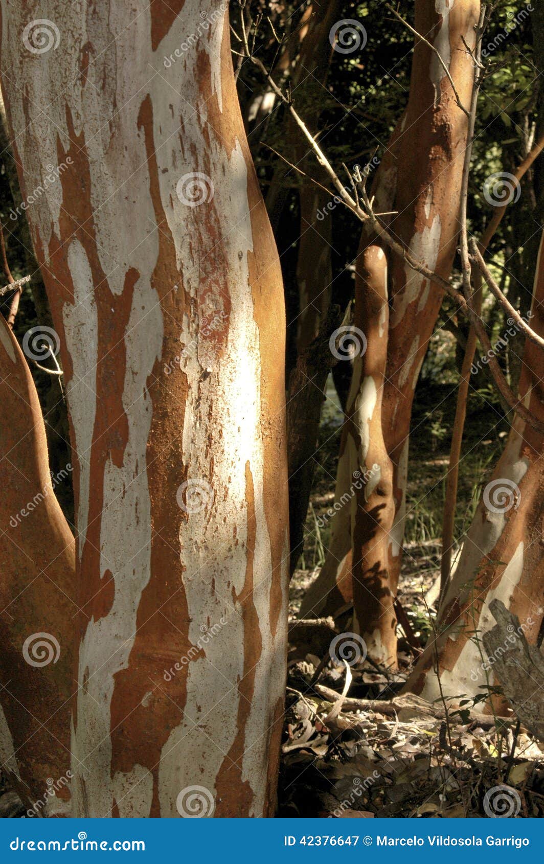 Bark stock image. Image of wood, stain, tree, detail - 42376647