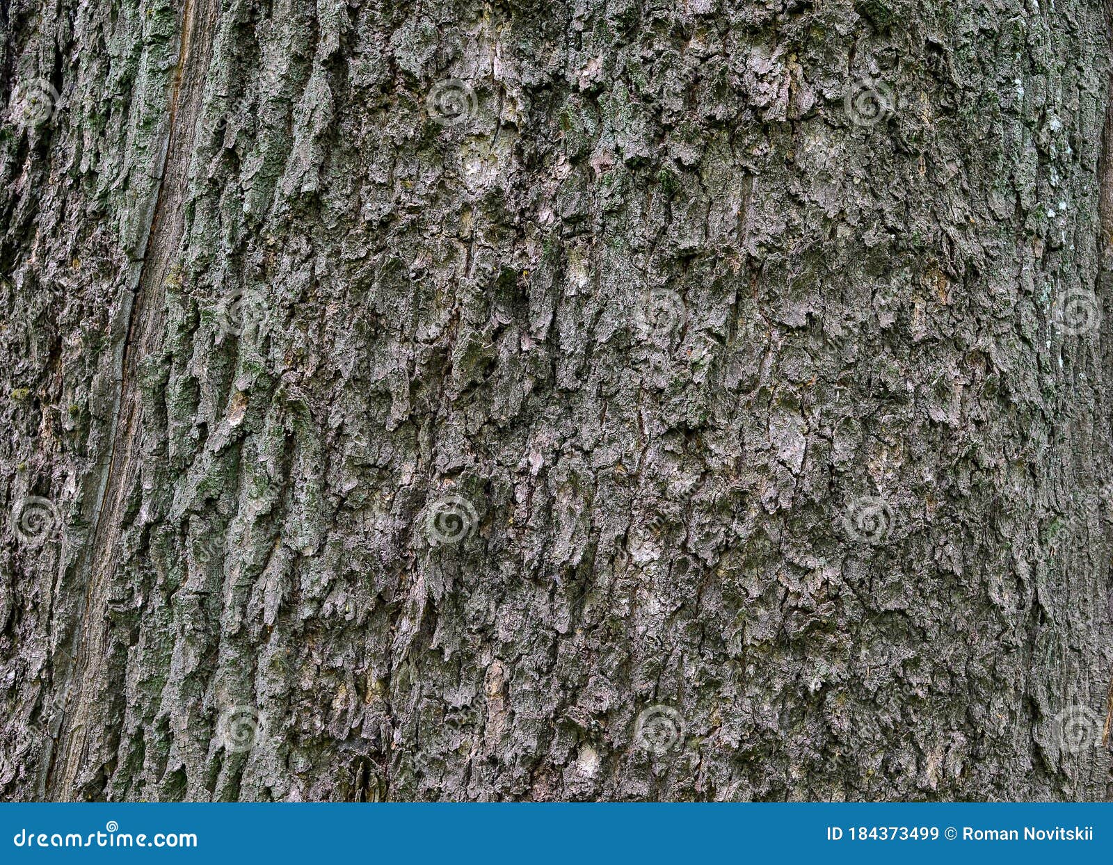 The Bark of an Ash Tree Trunk in Uniform Illumination. Textured ...