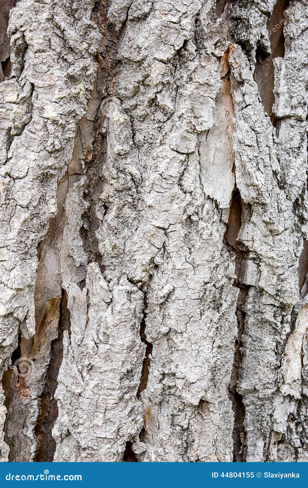 The bark of an aspen stock image. Image of geology, cracked - 44804155