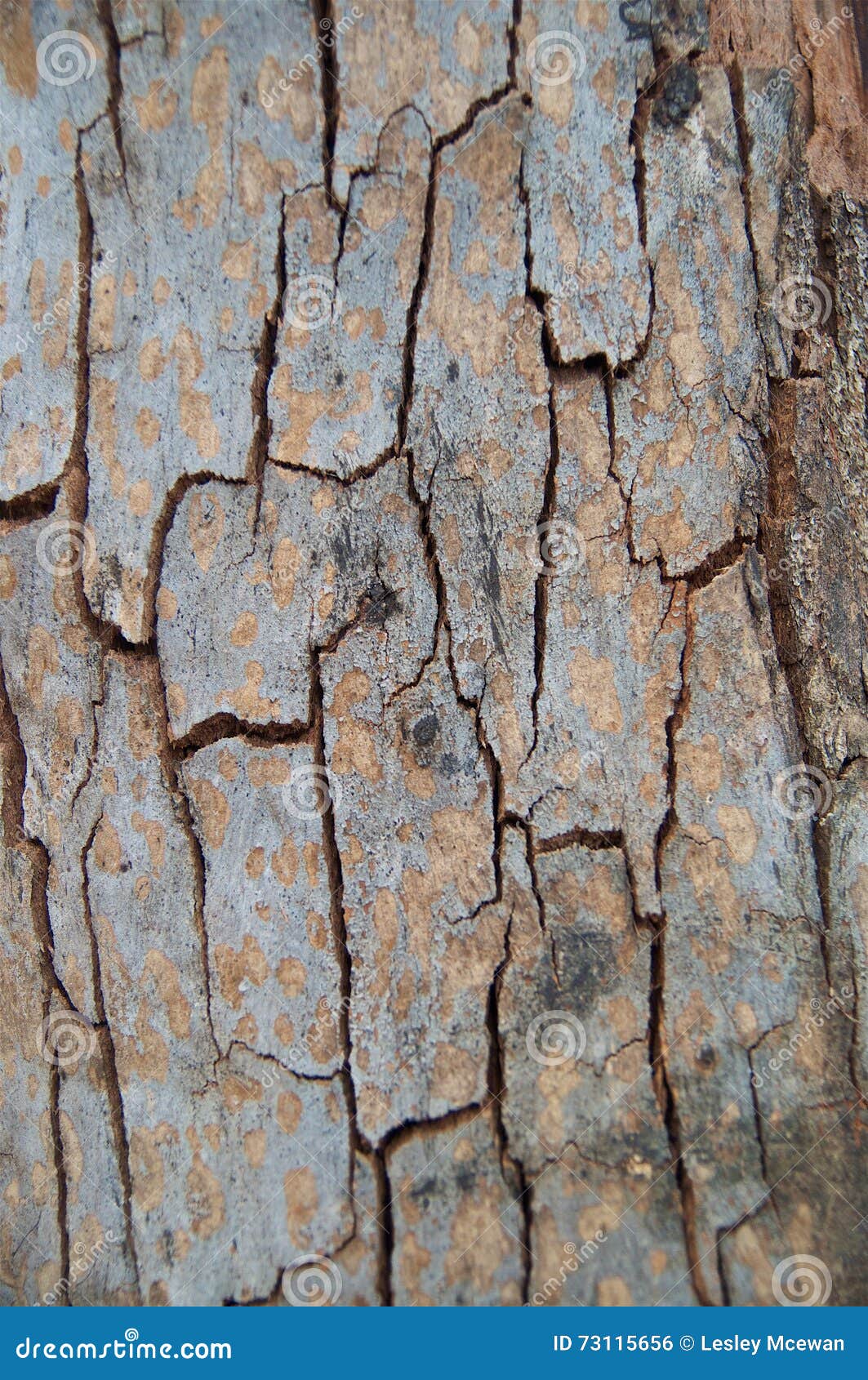 Bark of Australian Native Tree Stock Photo - Image of antique, bark ...