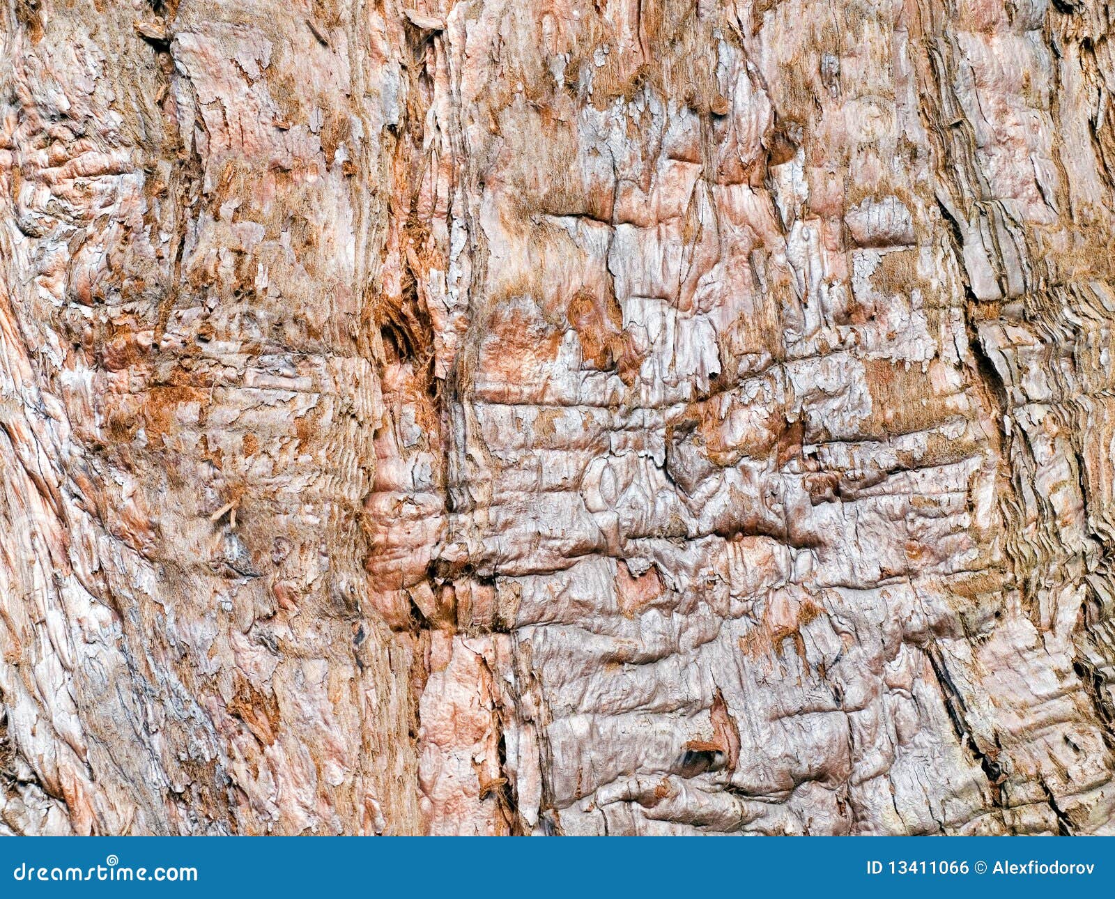 Bark background. stock photo. Image of peeling, lumber - 13411066
