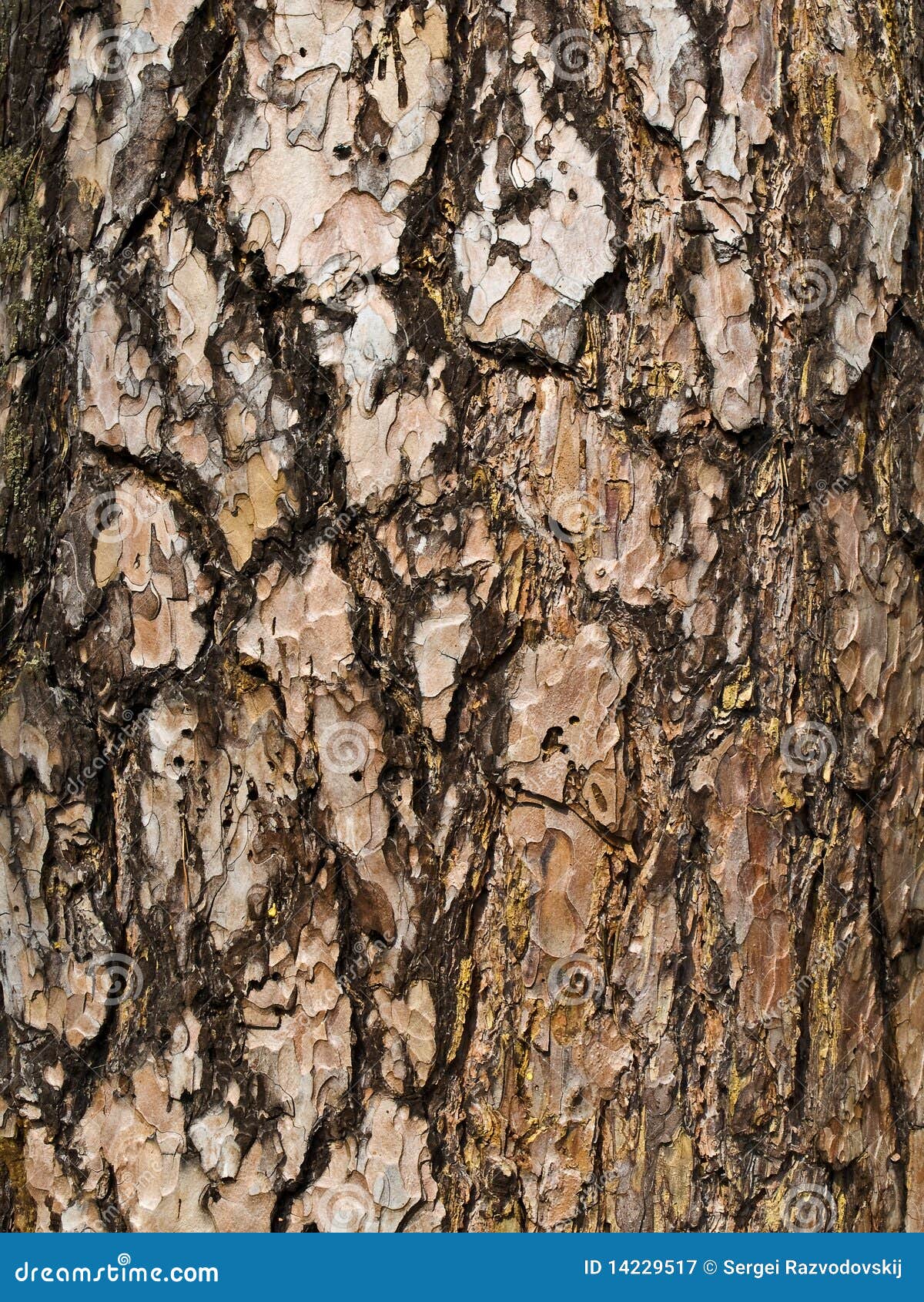 Bark background stock image. Image of bark, timber, pattern - 14229517