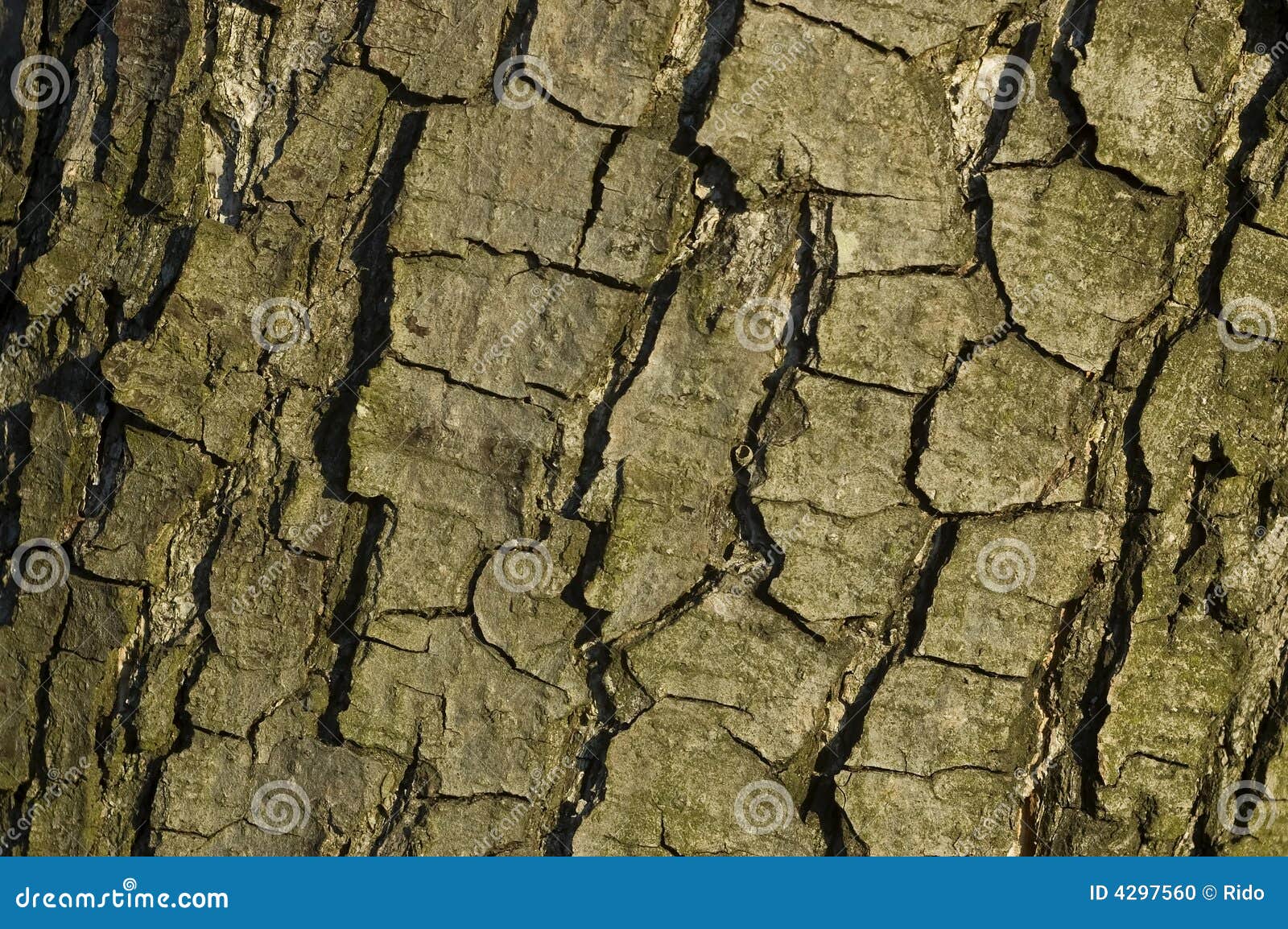Bark background stock photo. Image of rough, bark, macro - 4297560