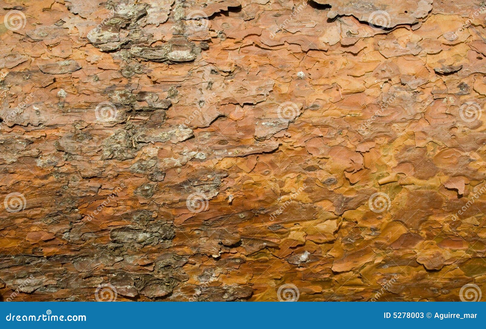 Bark the background stock image. Image of redwood, environment - 5278003