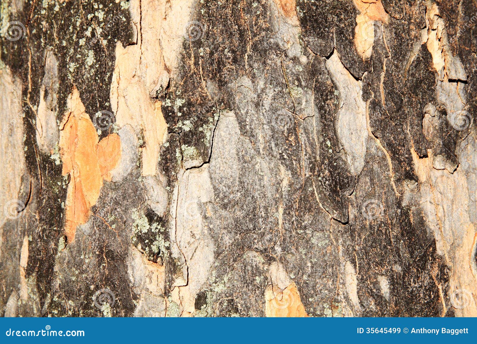 Bark background stock image. Image of abstract, grain - 35645499