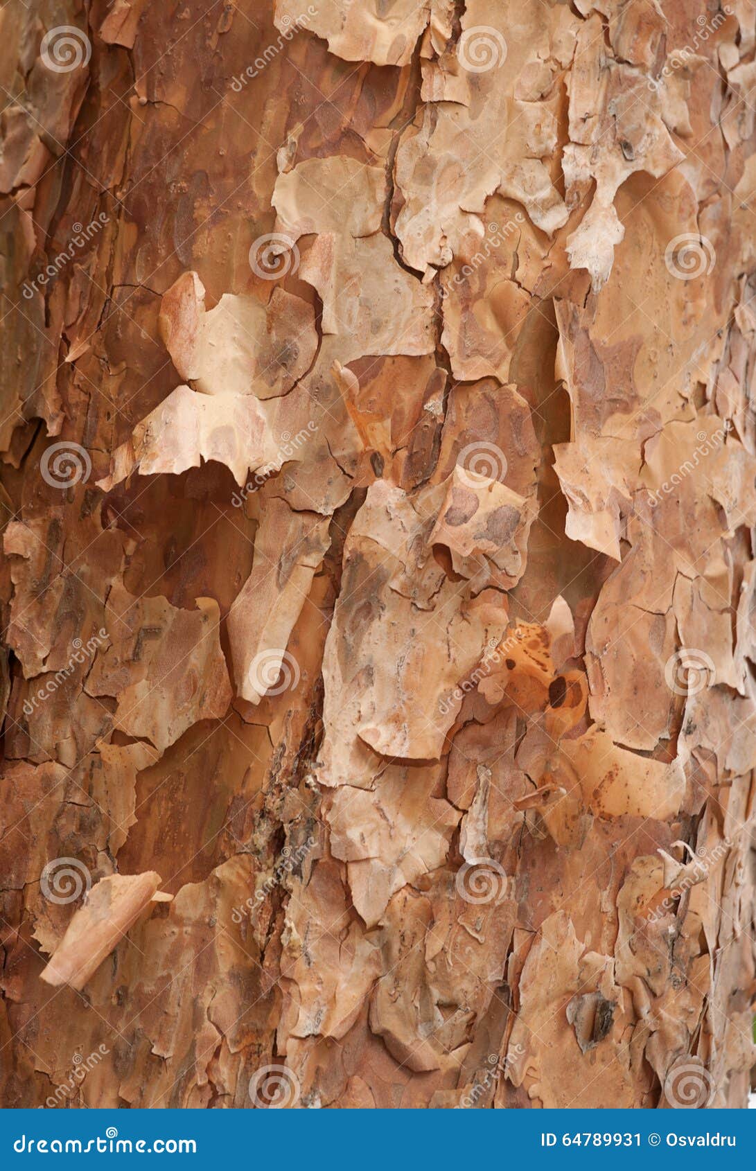 Bark background stock image. Image of skin, closeup, grunge - 64789931