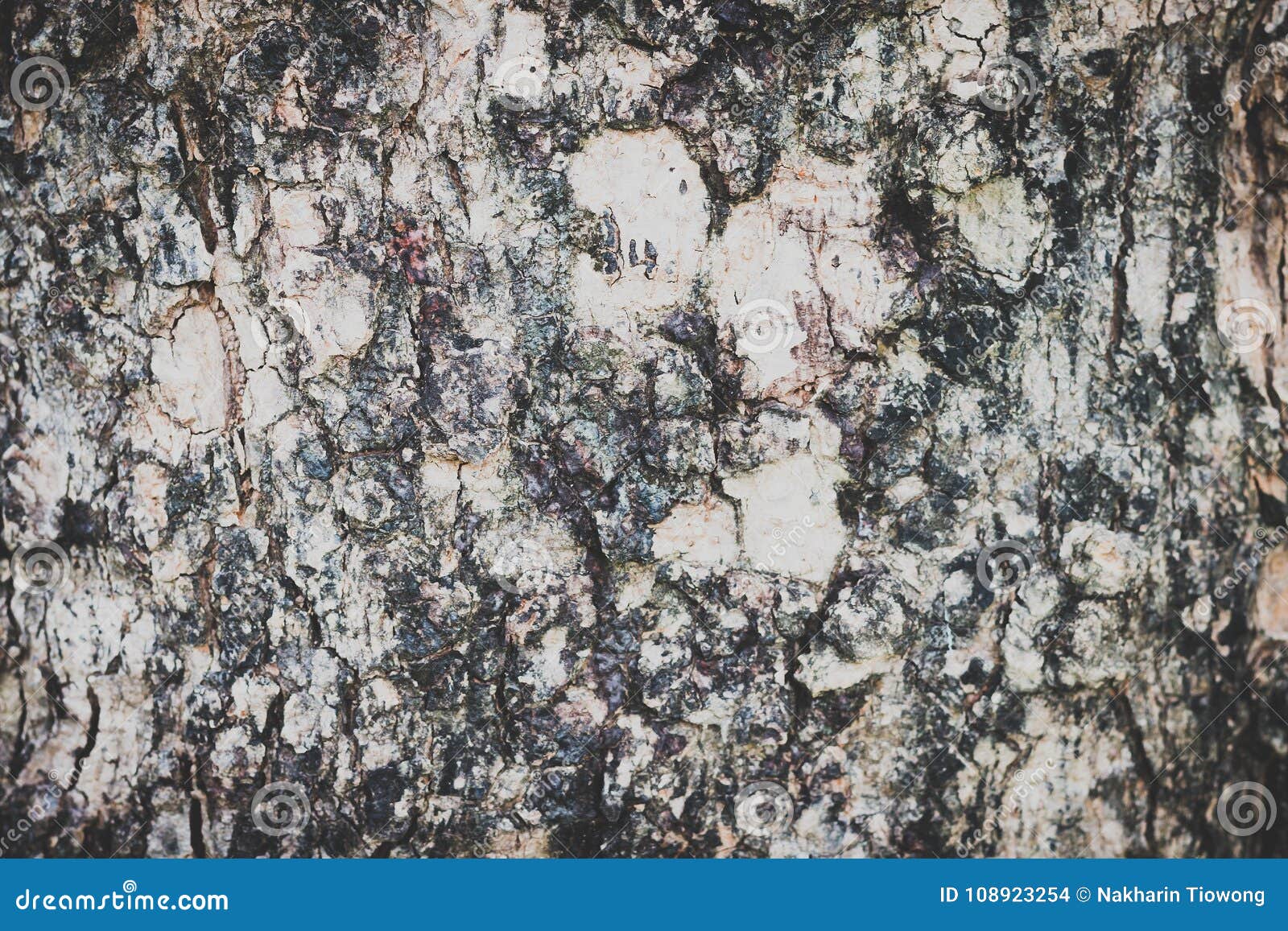 5,007 Bark Colour Stock Photos - Free & Royalty-Free Stock Photos from ...