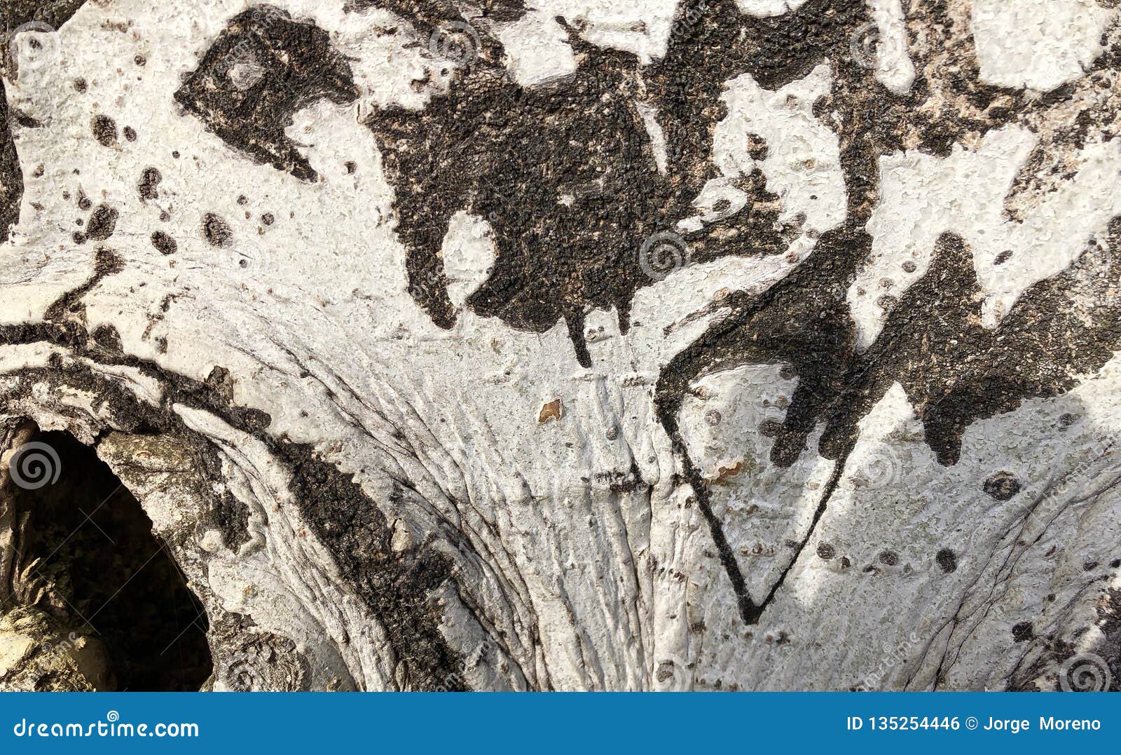 Bark of a banana tree. stock photo. Image of park, texture - 135254446