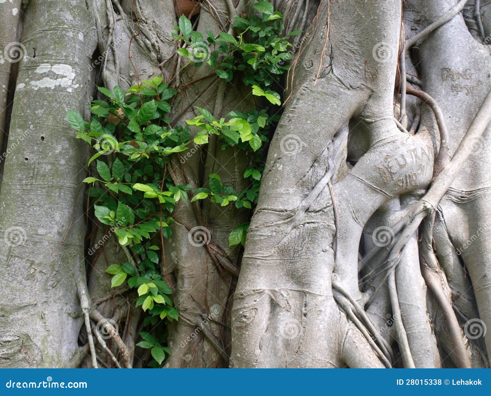 Bark of the Banyan tree stock photo. Image of foliage - 28015338