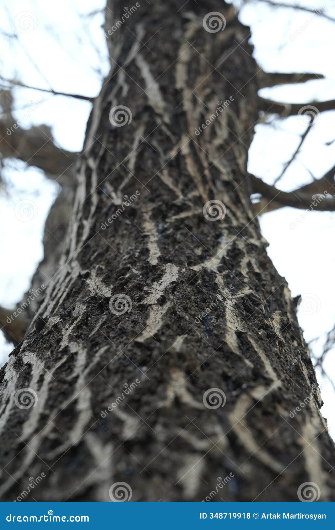 The Bark of a Bare Tree in the Fall that Was Left Alone without Foliage ...
