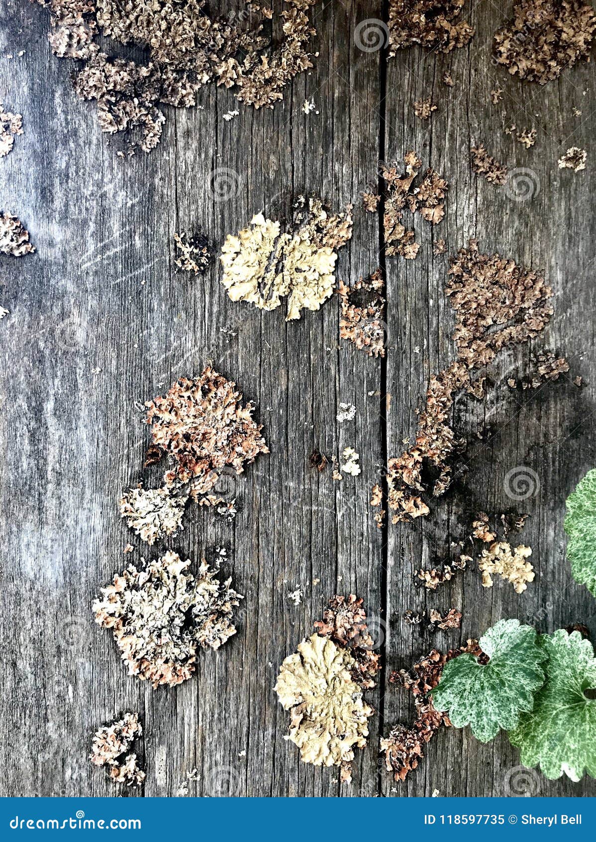 Bark Barnacles Stock Photos - Free & Royalty-Free Stock Photos from ...