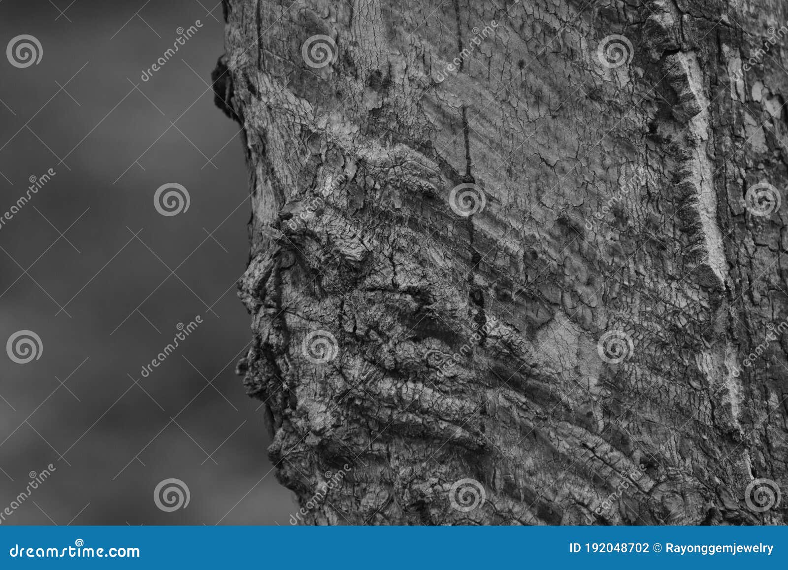 Bark it is a Beautiful Natural Bark. Stock Photo - Image of branch ...