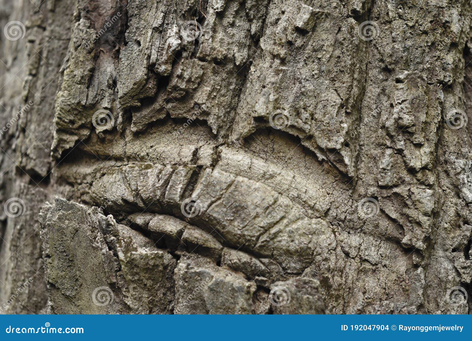 Bark it is a Beautiful Natural Bark. Stock Photo - Image of freshness ...