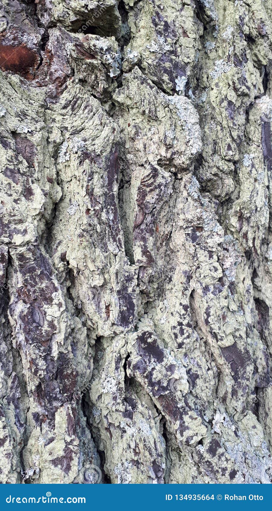 The Bark and the Beautiful 001 Stock Photo - Image of wood, brown ...