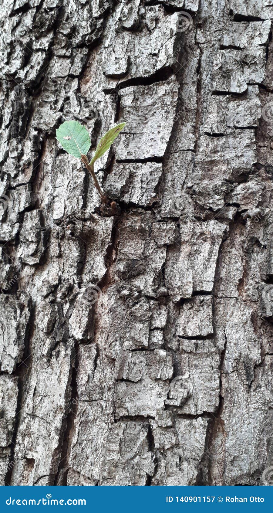 The Bark and the Beautiful 006 Stock Image - Image of nature, bark ...