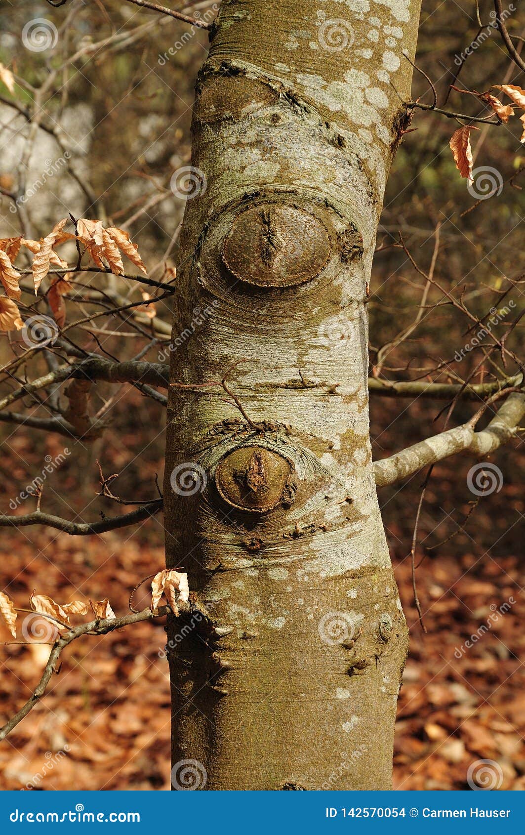 Bark of a Beech Tree in Early Spring Stock Photo - Image of plant ...