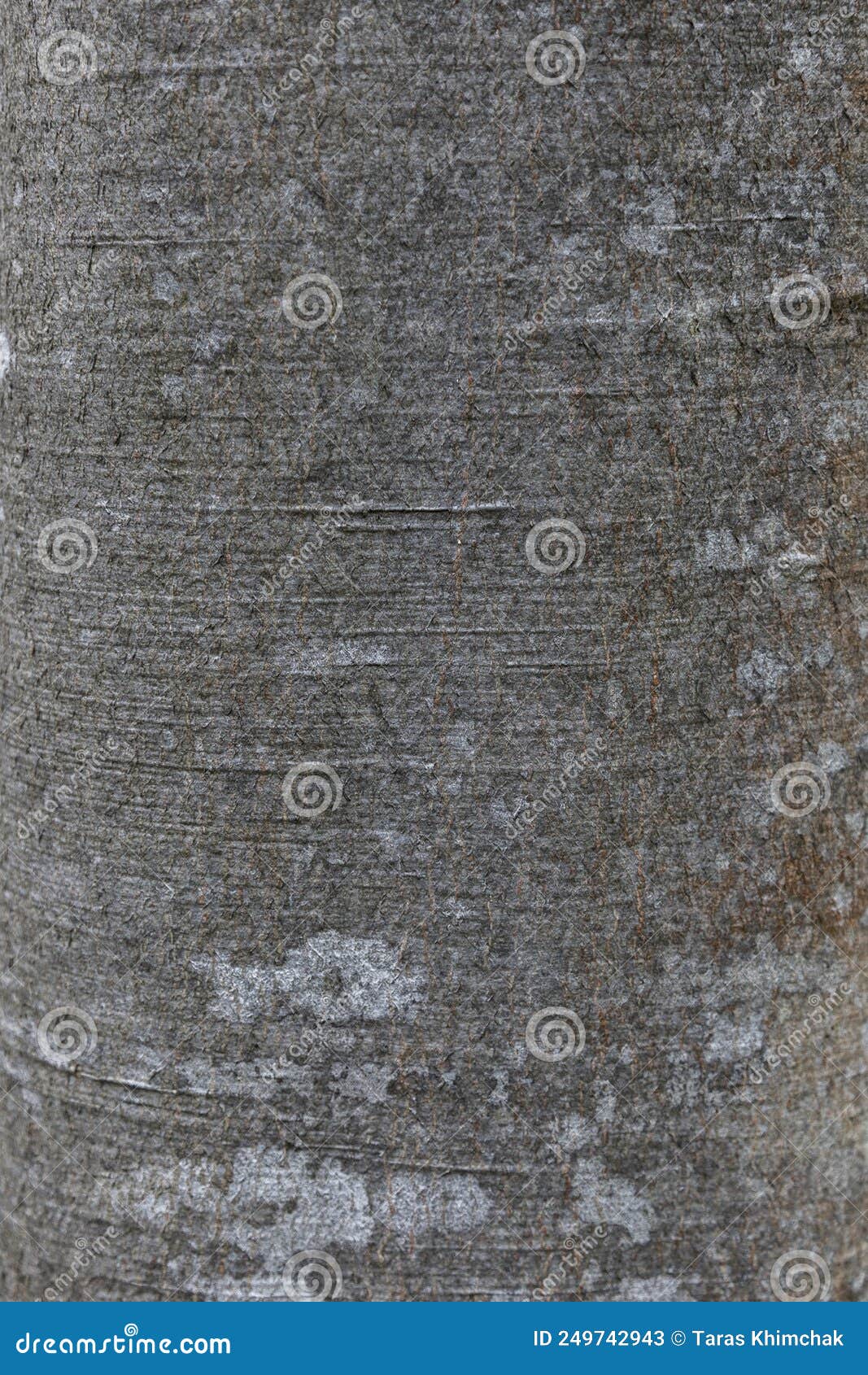 Bark of Beech Tree Texture Background Pattern Close Up Stock Image ...