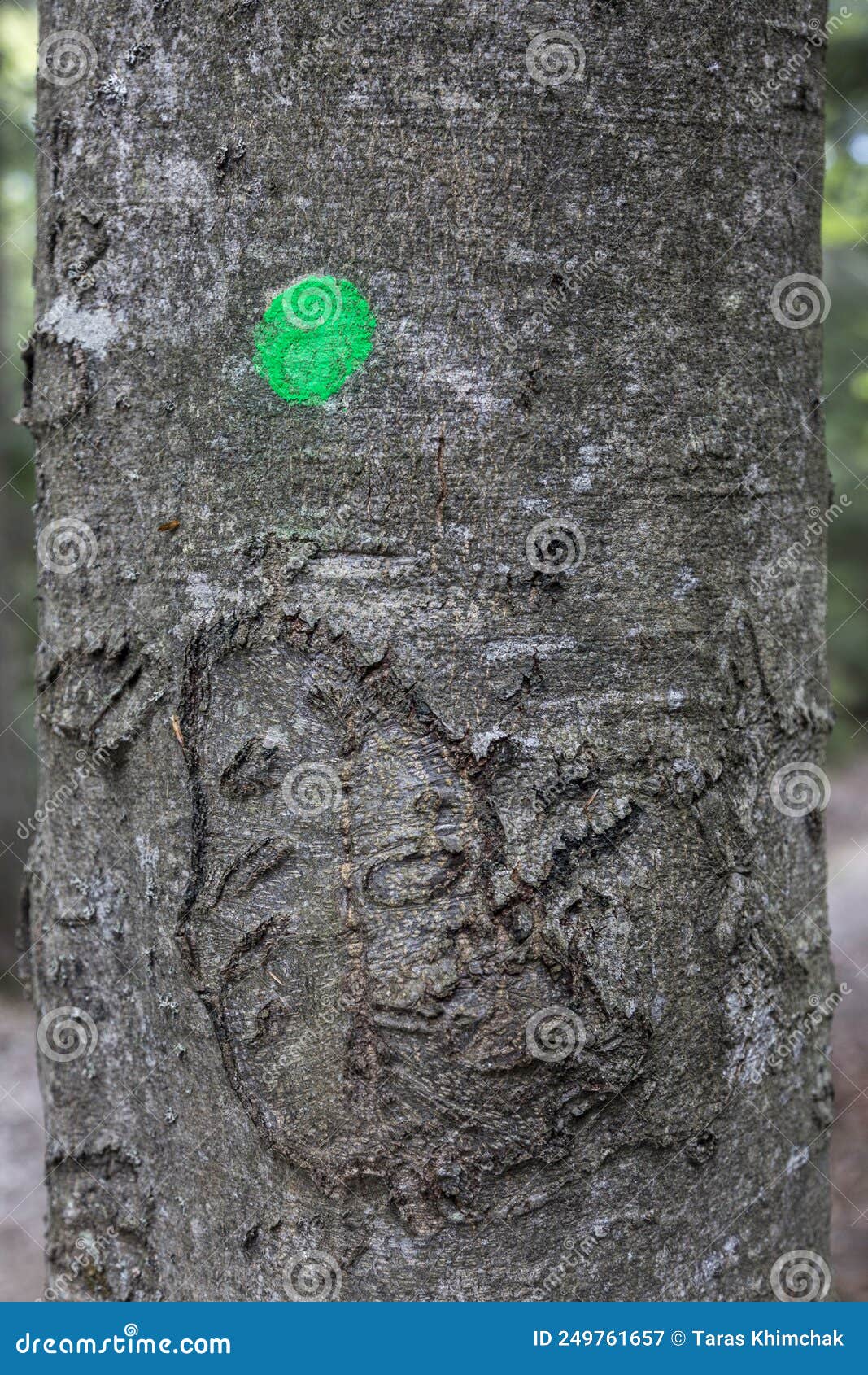 Bark of Beech Tree Texture Background Pattern Close Up Stock Image ...