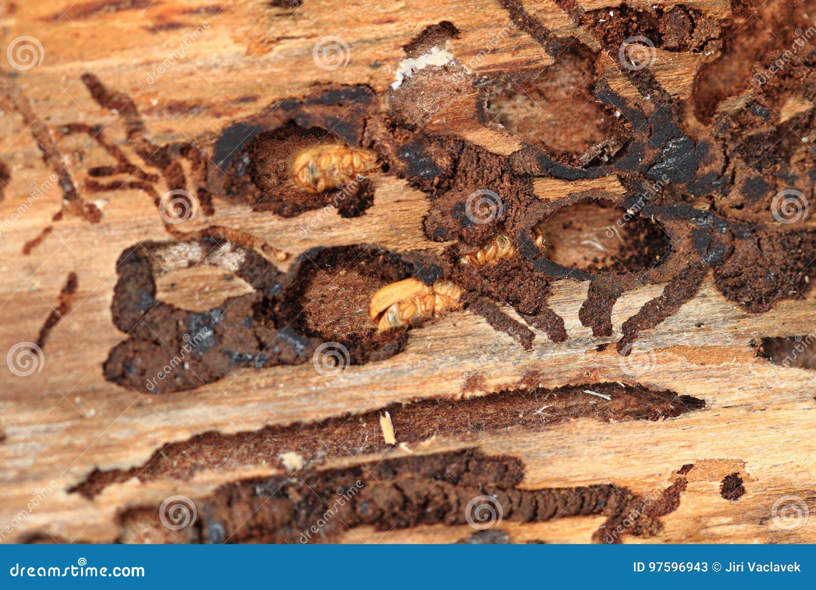 Bark Beetle As Dangerous Insect Stock Image - Image of background ...