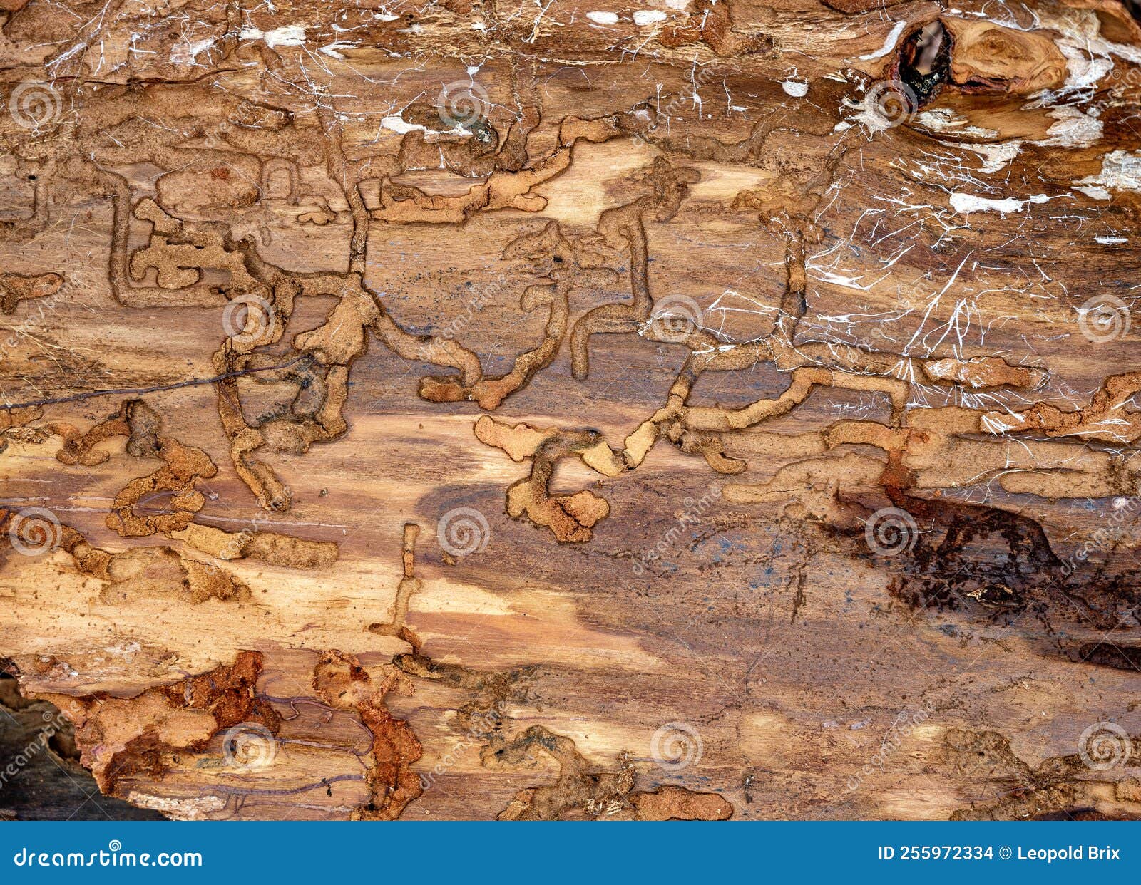 Bark beetle galleries stock photo. Image of gallery - 255972334