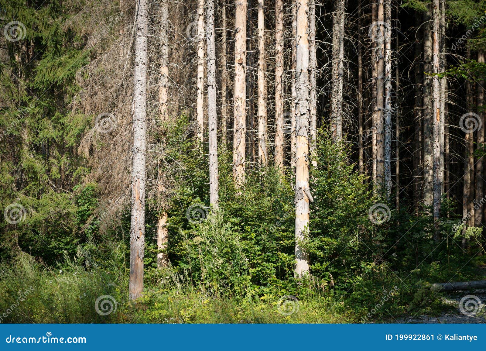 Bark beetle infestation stock image. Image of environment - 199922861