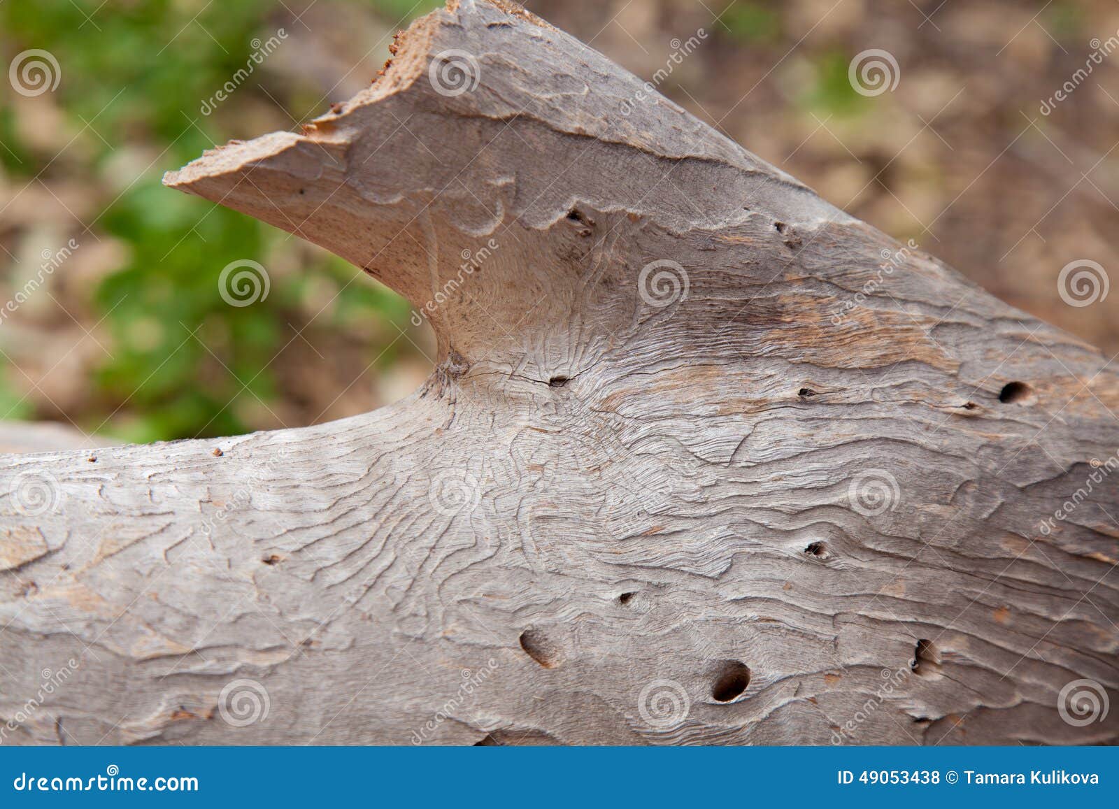 Bark Beetle Patterns on a Dead Eucalyptus Stock Photo - Image of pest ...