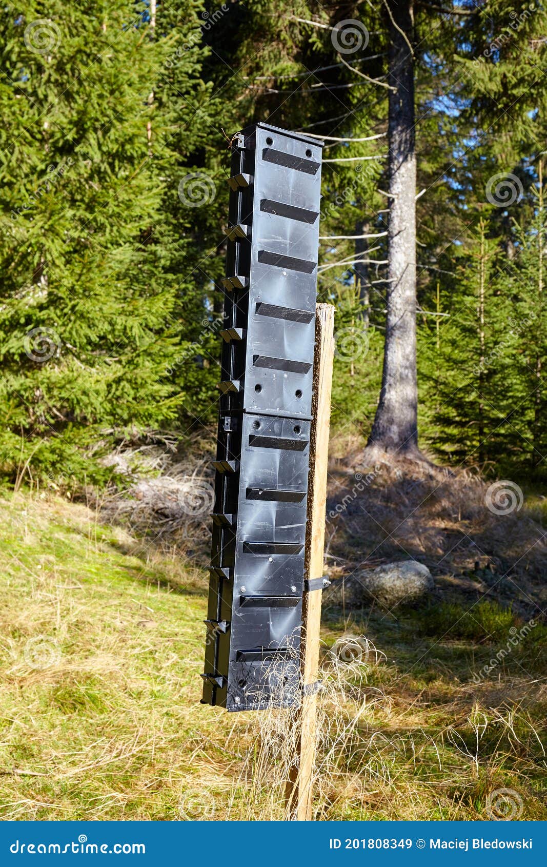 Pheromone Trap For Invasive Insects In A Mediterranean Coniferous ...