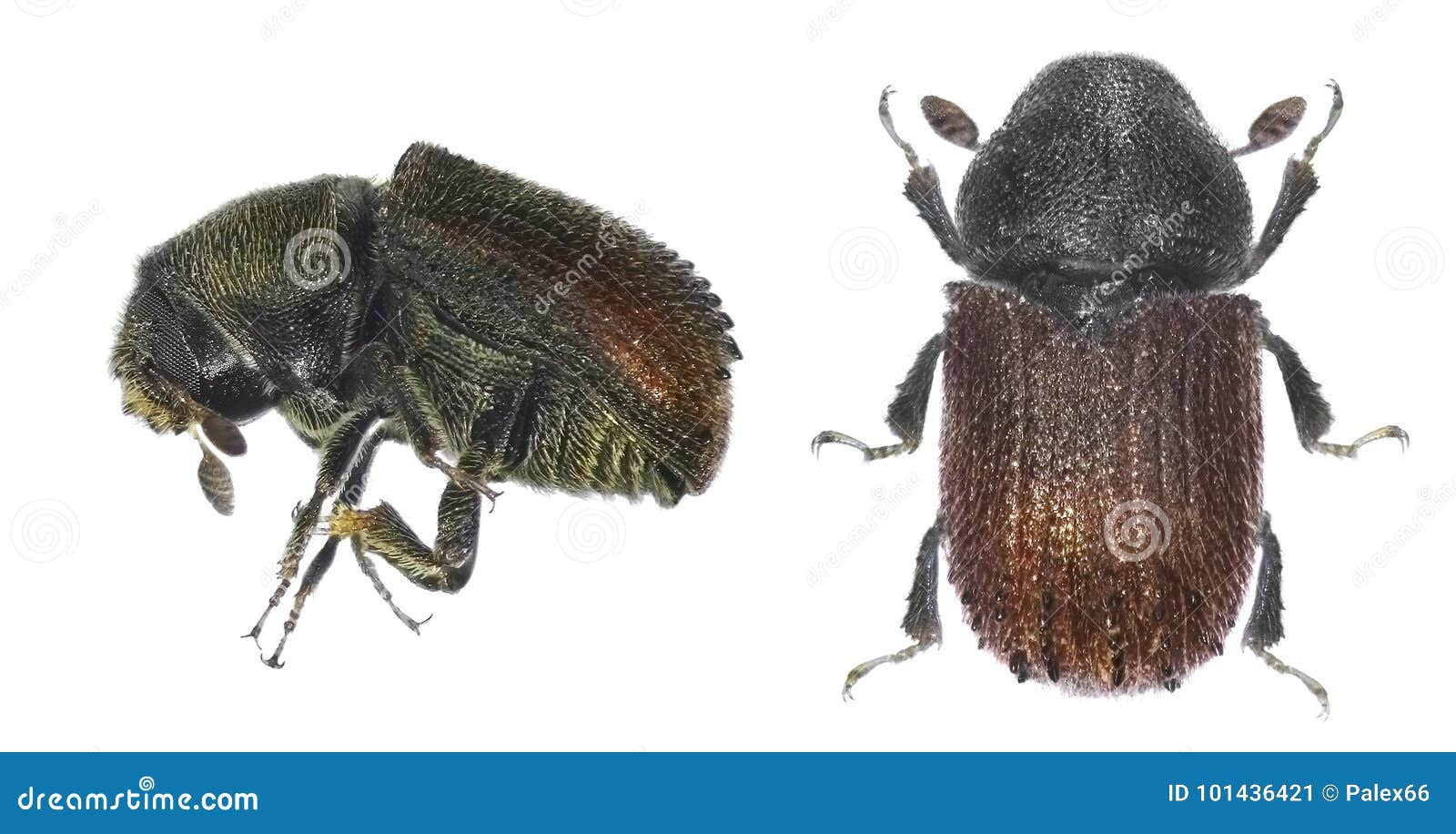 Bark Beetle Phloeosinus Aubei Stock Image - Image of spruce, wild ...