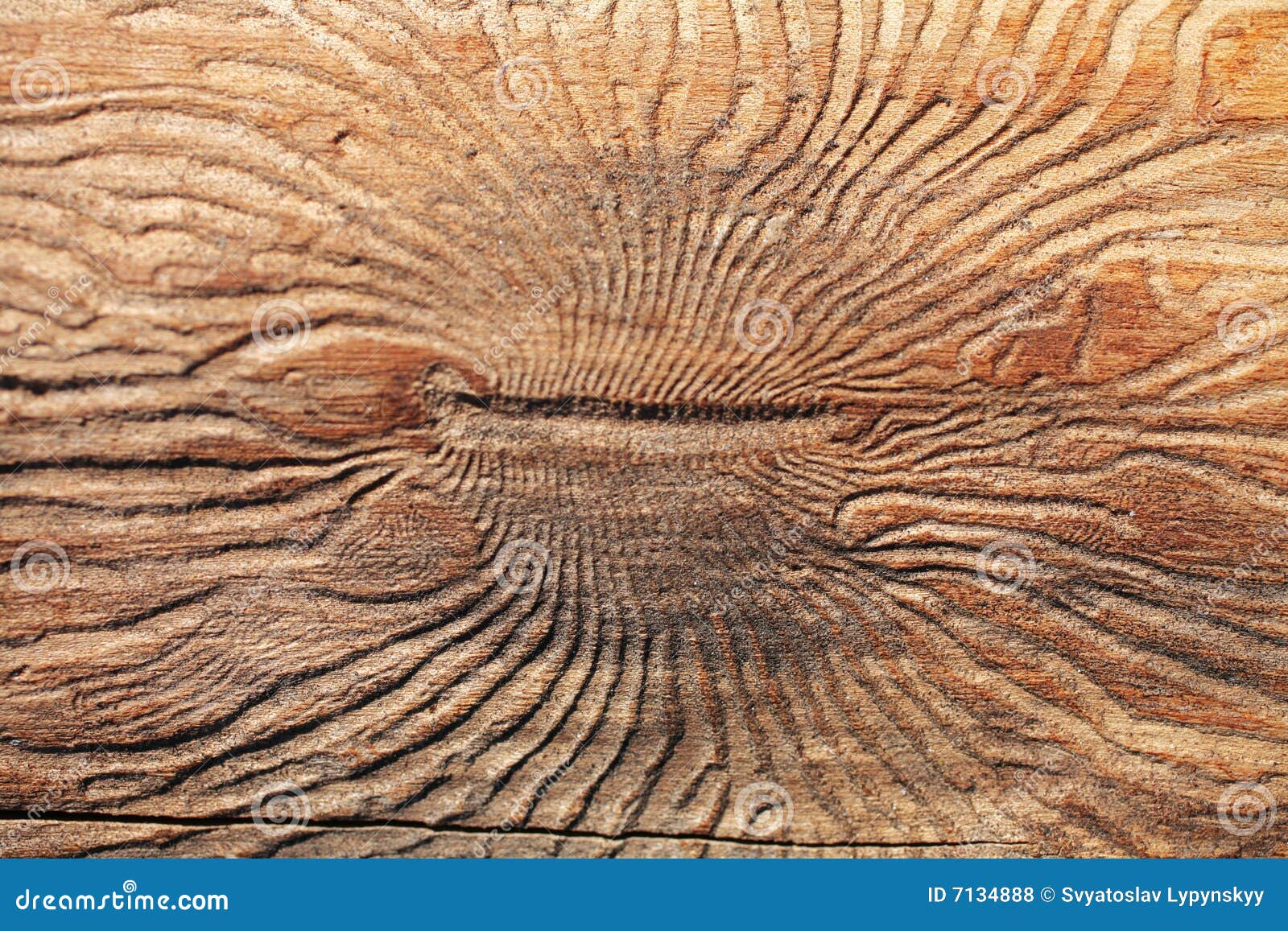 2,193 Bark Beetle Texture Photos - Free & Royalty-Free Stock Photos ...