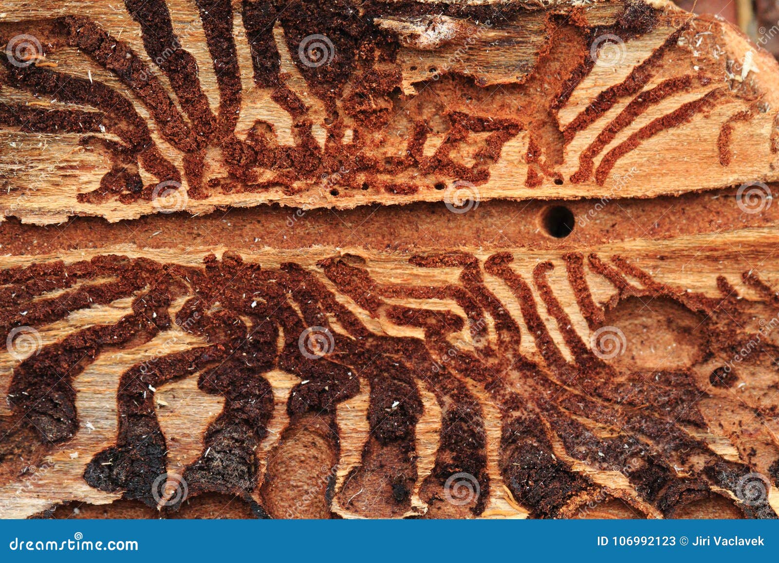 Bark beetle texture stock image. Image of wood, material - 106992123