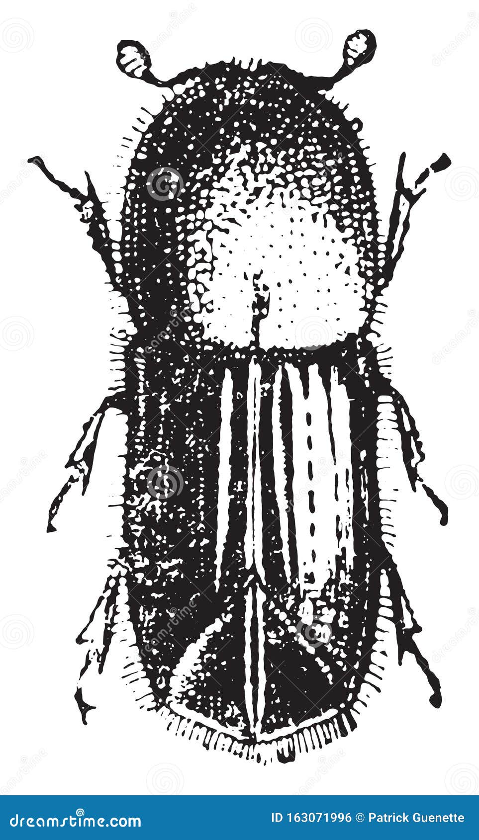 Bark Beetle, Suu Illustration, Drawing, Engraving, Ink, Line Art ...