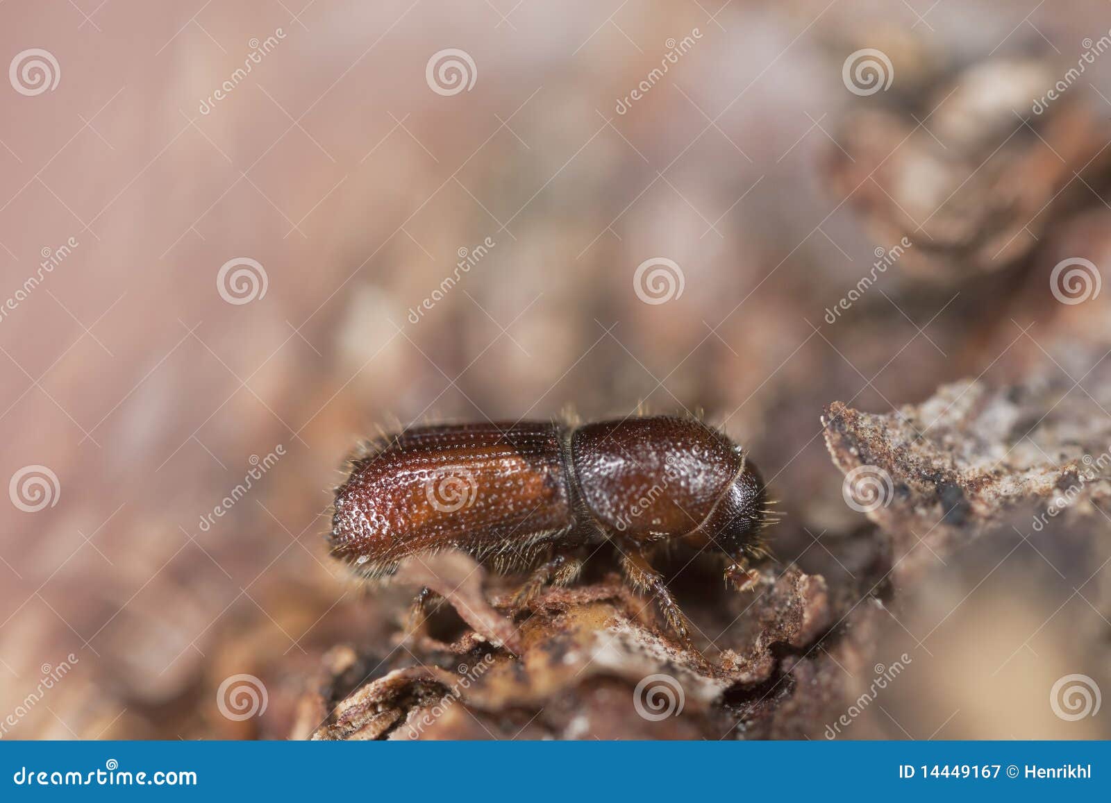 Bark beetle on wood. stock image. Image of imago, scolytinae - 14449167