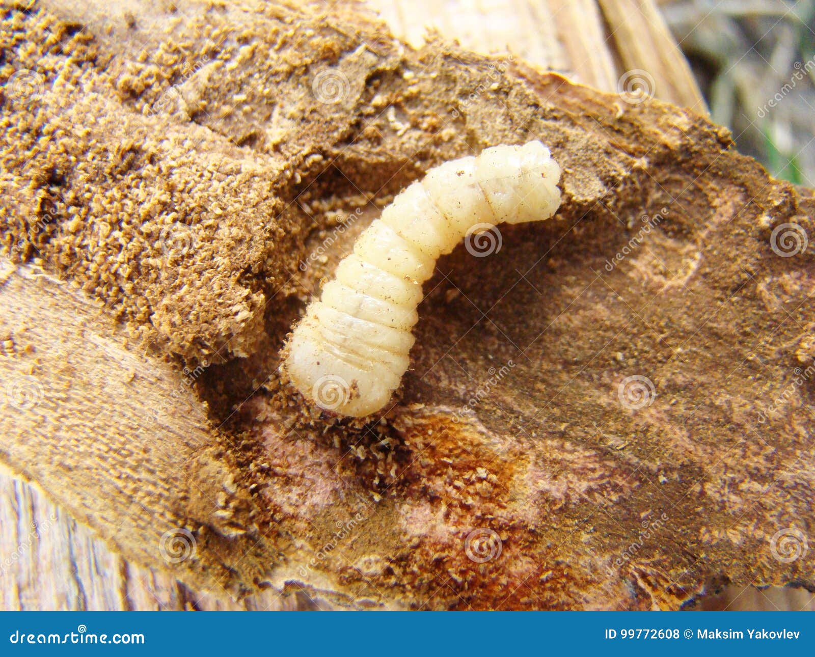Bark beetle stock photo. Image of bugs, harm, bark, large - 99772608