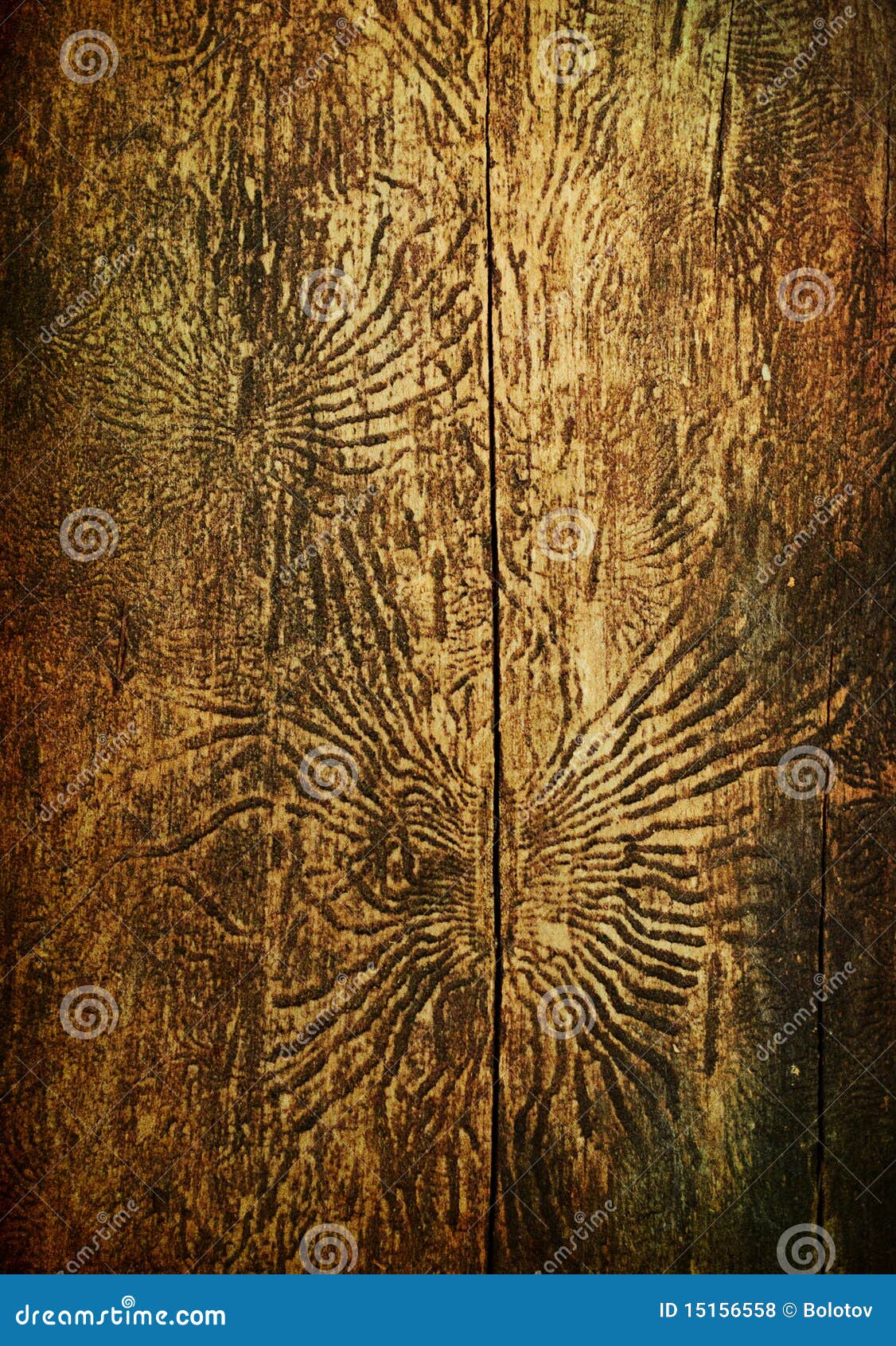 Bark Beetles Patterns, Aged Vintage Background Stock Photo - Image of ...