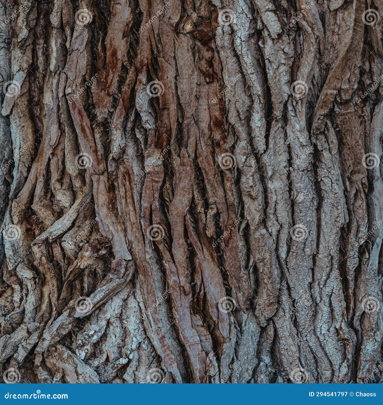 Bark of Big Old Tree Close-up Stock Image - Image of plant, bark: 294541797
