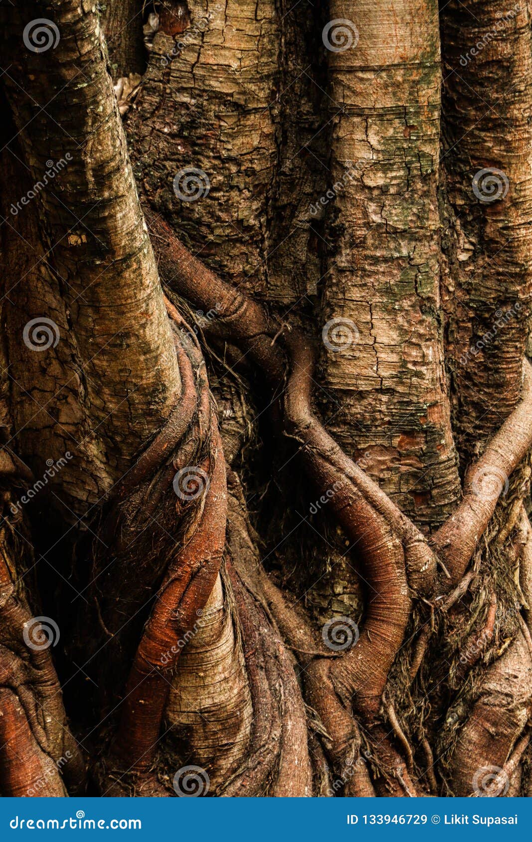 Bark big tree in forest stock image. Image of tree, forest - 133946729