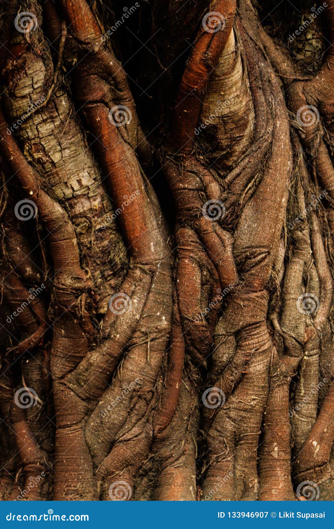 Bark big tree in forest stock image. Image of trunk - 133946907