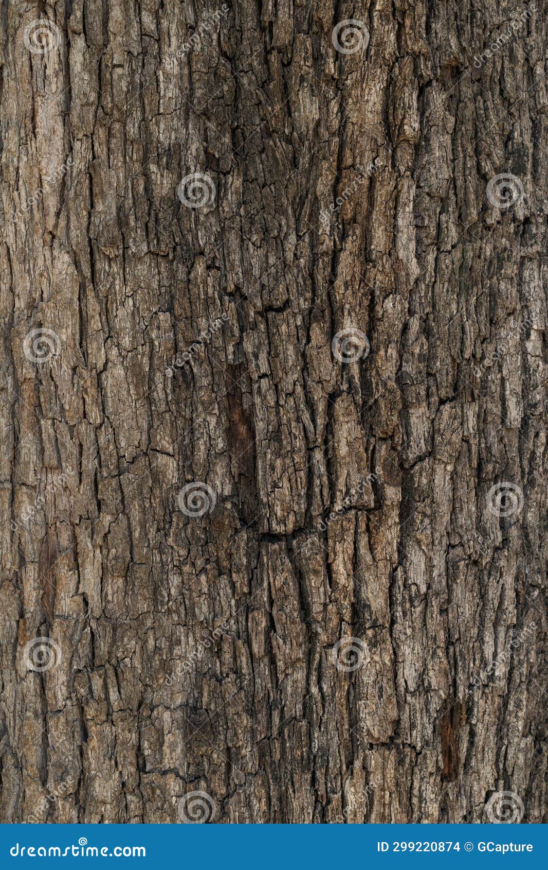 Bark of a Big Tree Closeup Background Stock Photo - Image of closeup ...