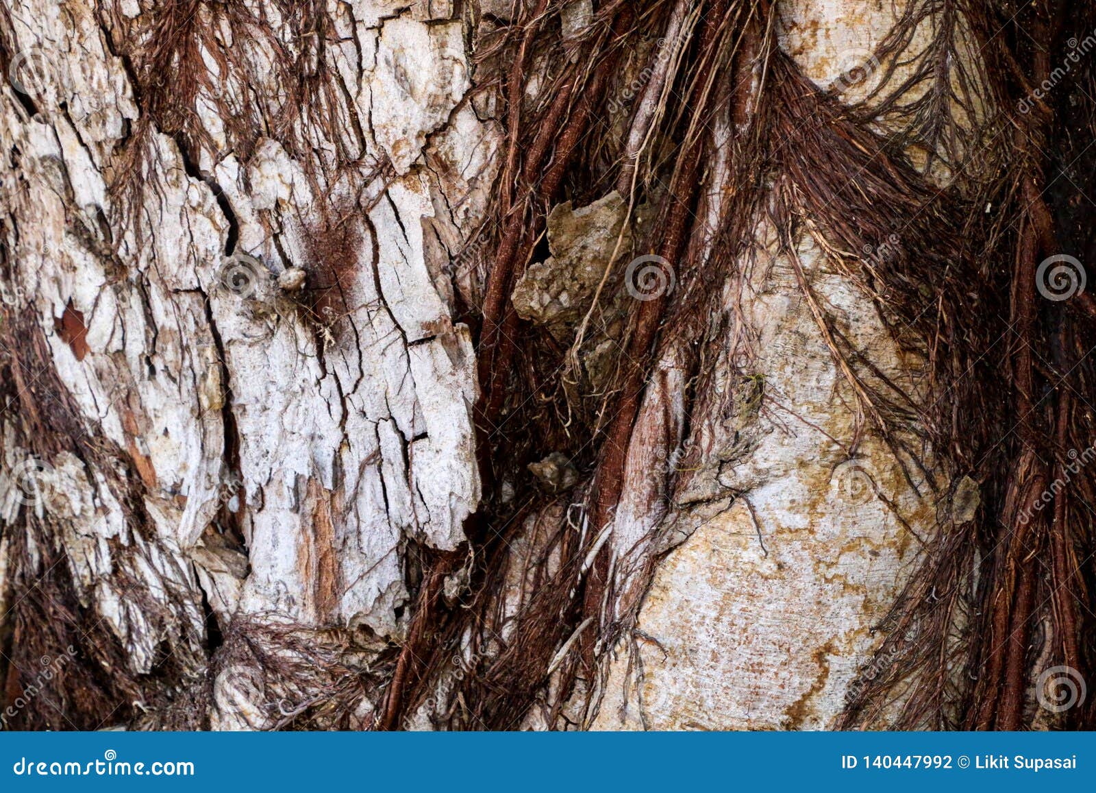 Bark big tree for design stock photo. Image of rough - 140447992