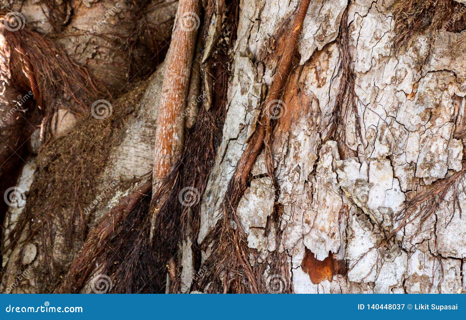 Bark big tree for design stock image. Image of color - 140448037