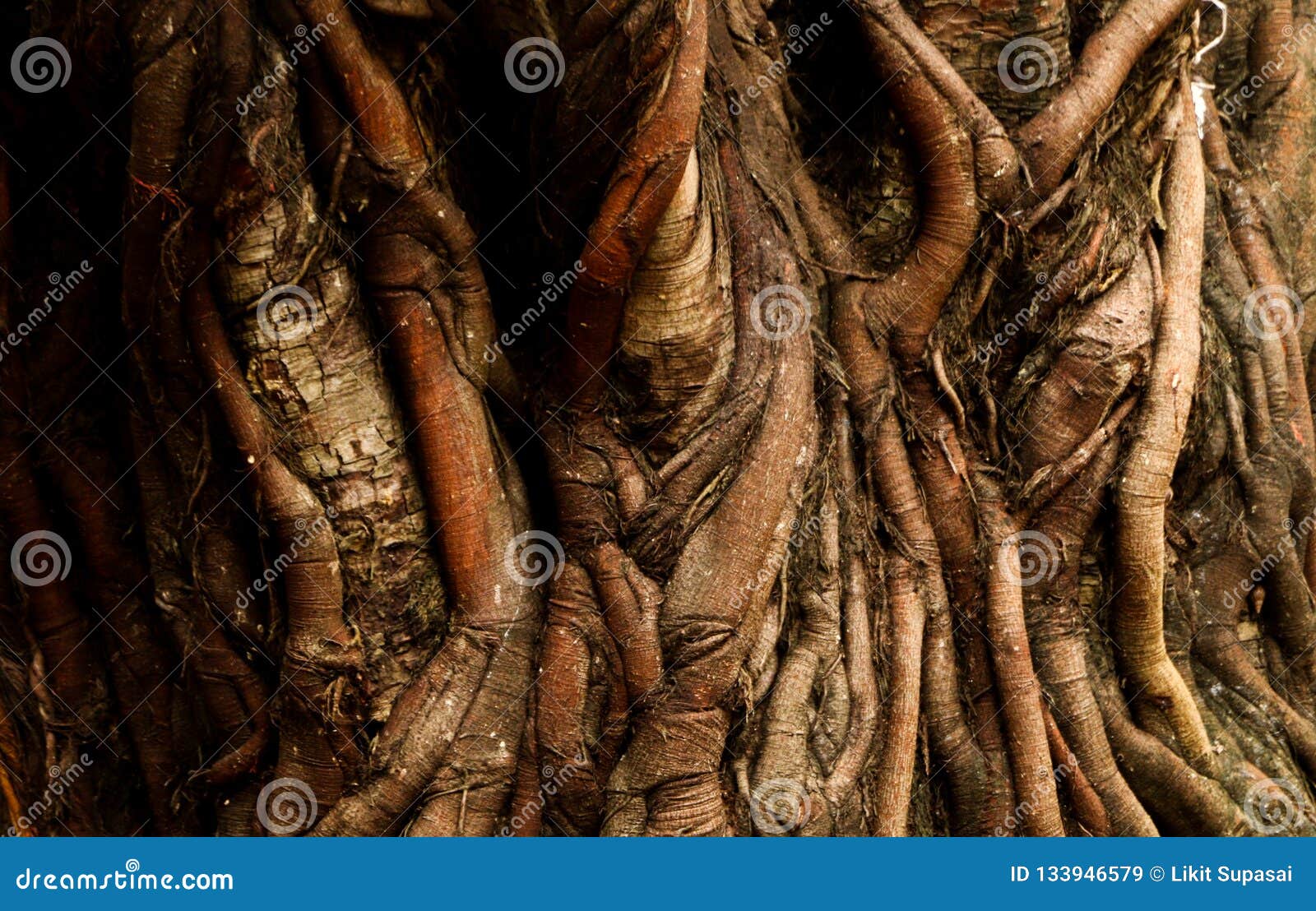 Bark big tree in forest stock image. Image of brown - 133946579