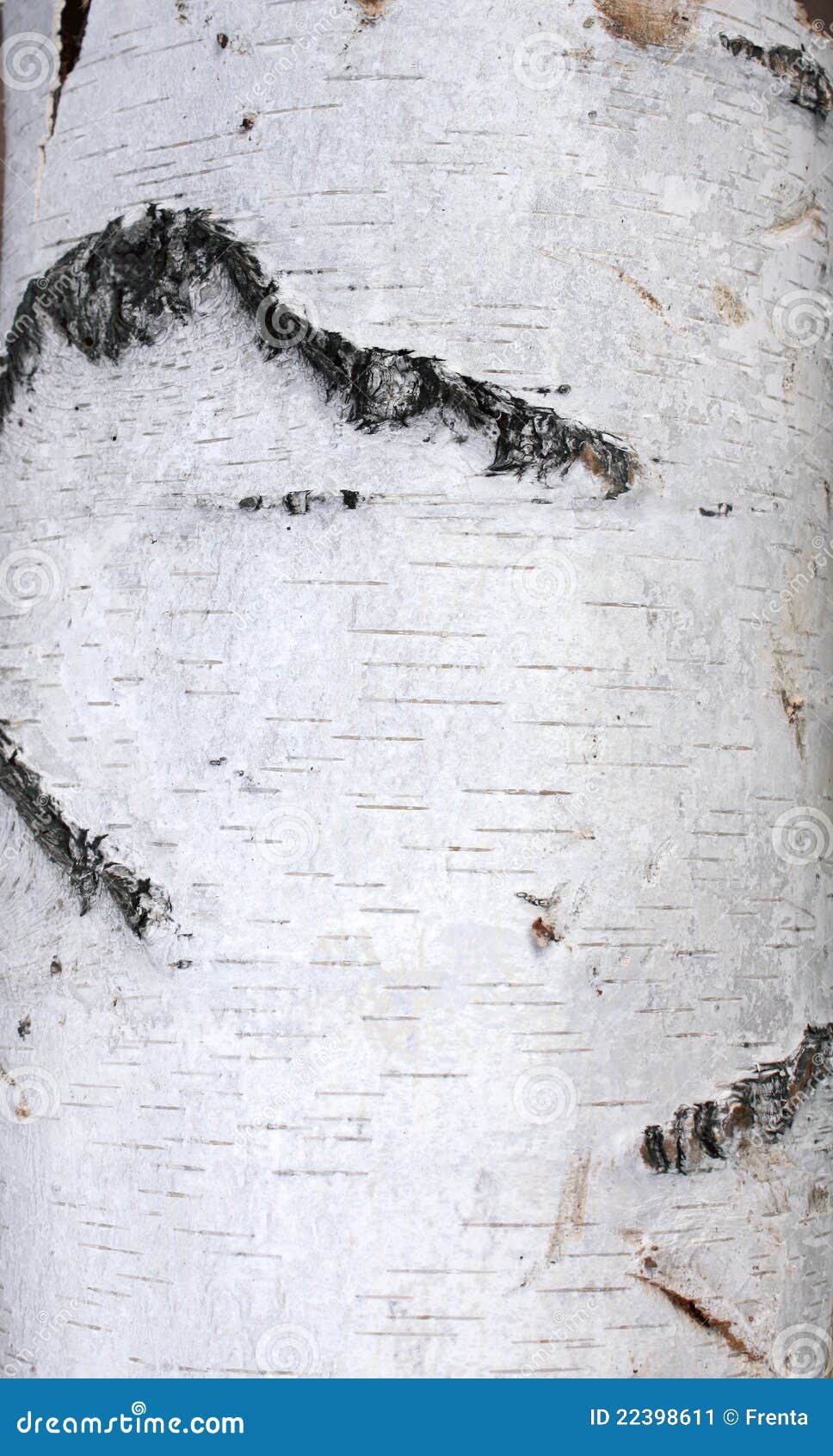 Bark of birch stock image. Image of birch, lichen, plant - 22398611