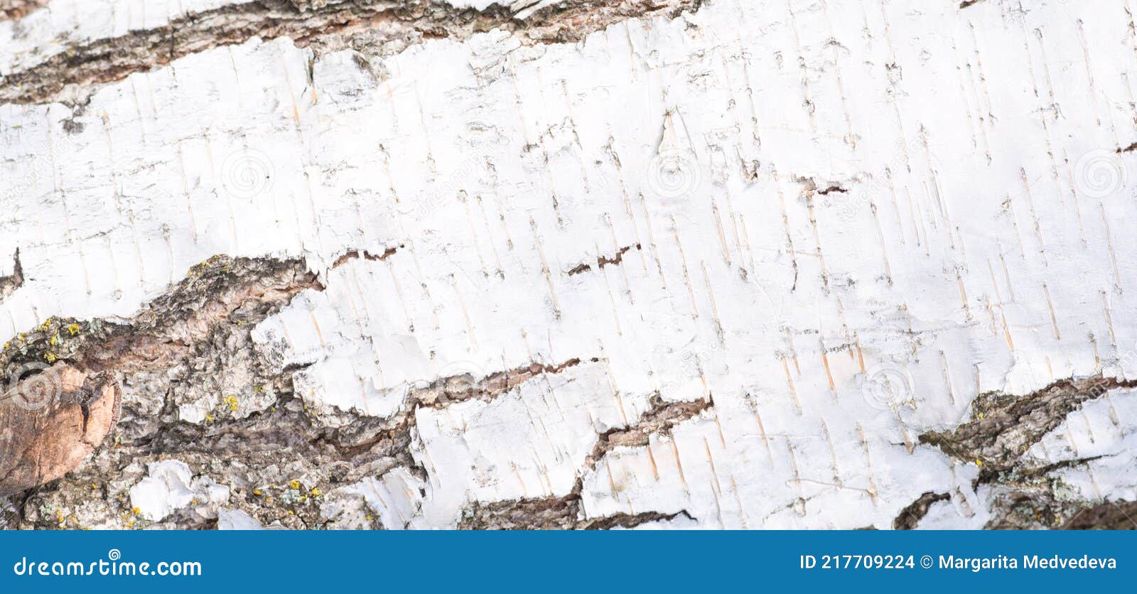 A Bark of a Birch. Background Birch Stock Photo - Image of macro ...