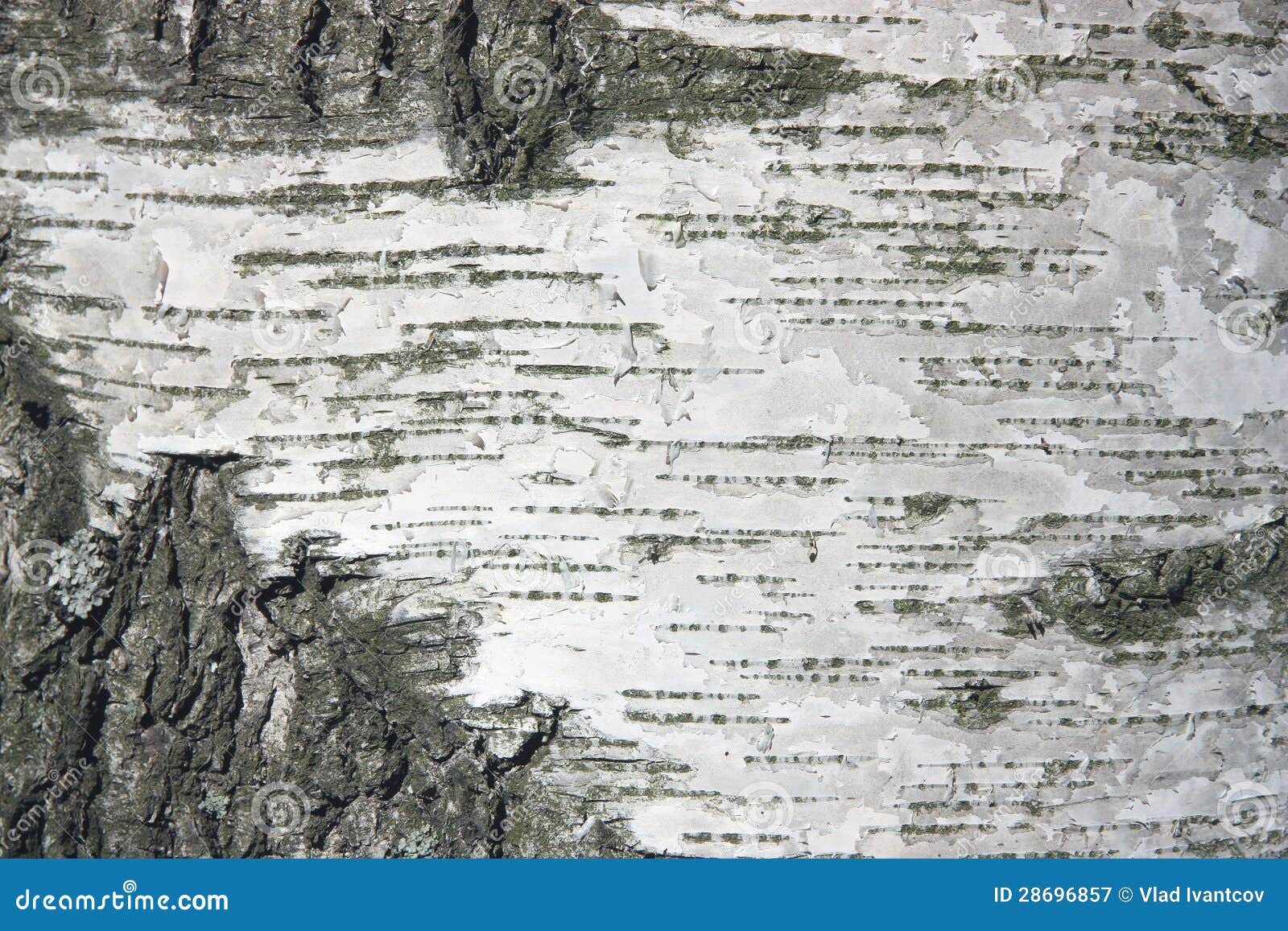 Bark of a Birch tree. stock image. Image of birch, spotted - 28696857