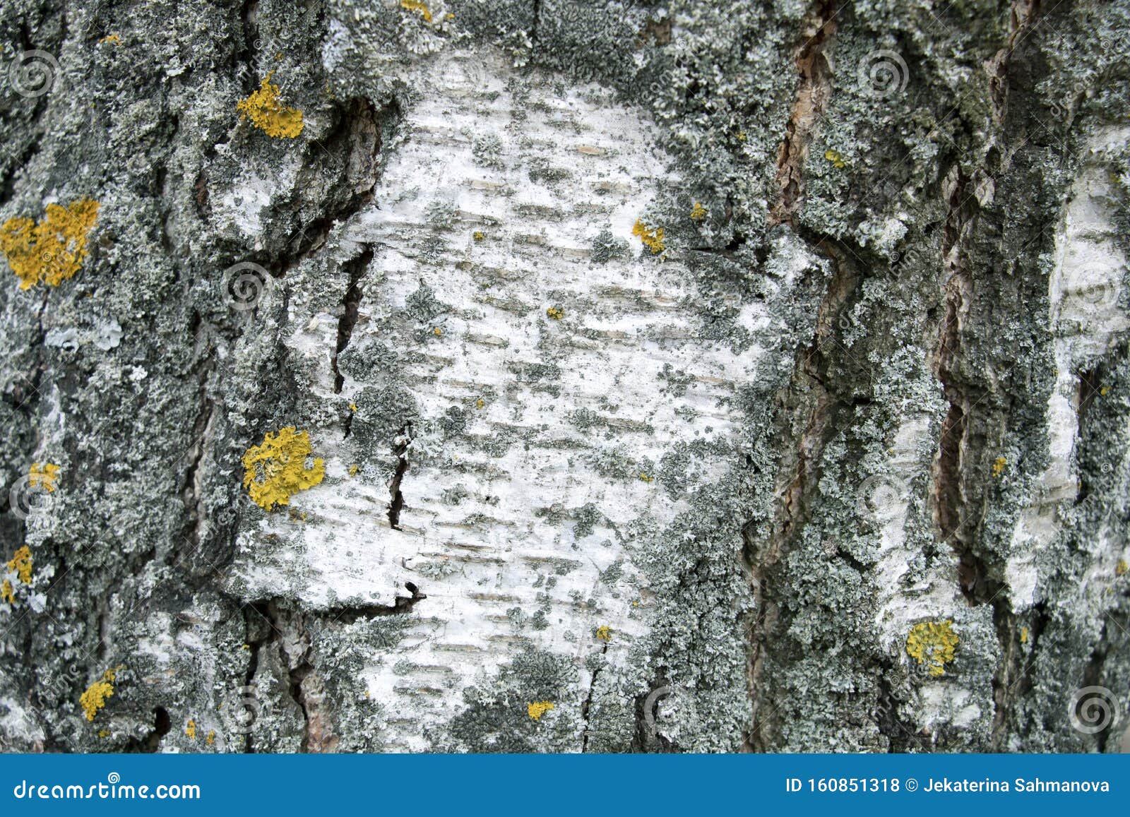 Bark of a Birch Tree Backdrop Close Up, Background from Natural ...