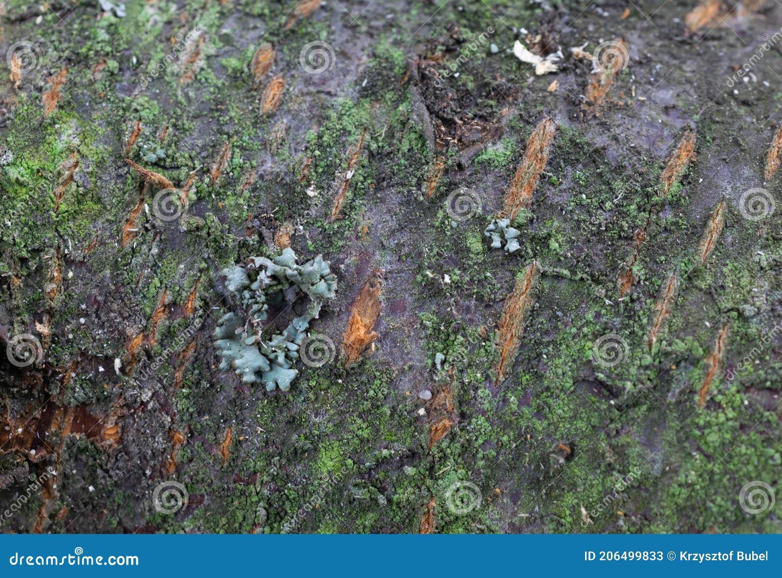 The Bark of the Bird Cherry with Visible Details Stock Image - Image of ...