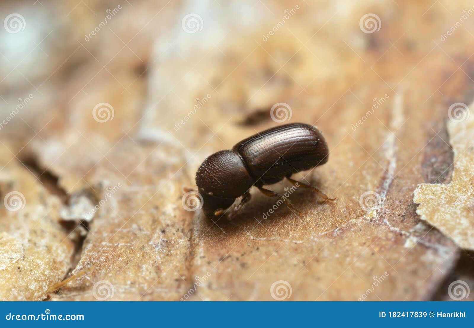 Bark Borer Beetle on Pine Bark Stock Image - Image of side, brown ...