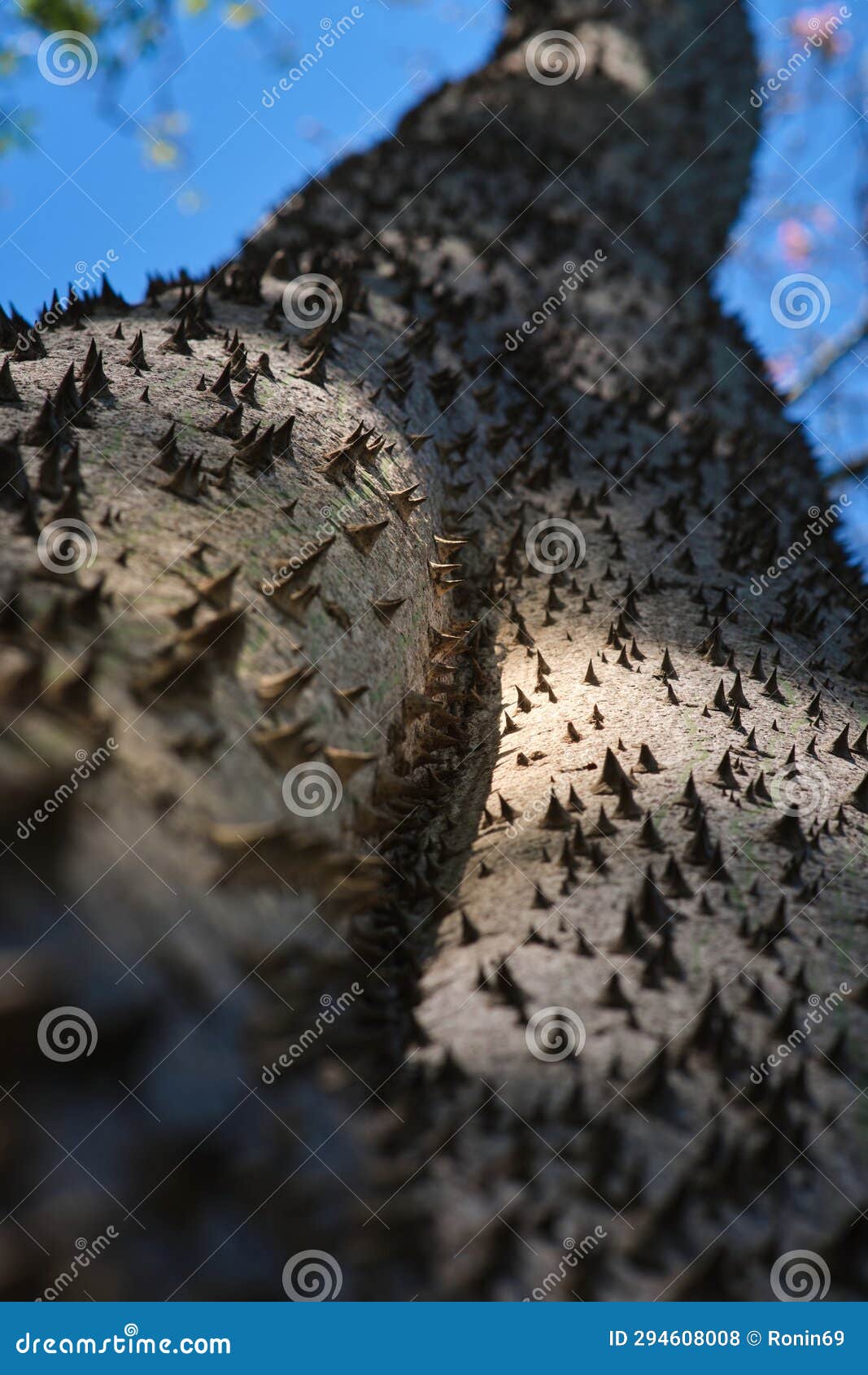 Bark with Bottle Tree Thorns Stock Photo - Image of greenwood, twig ...