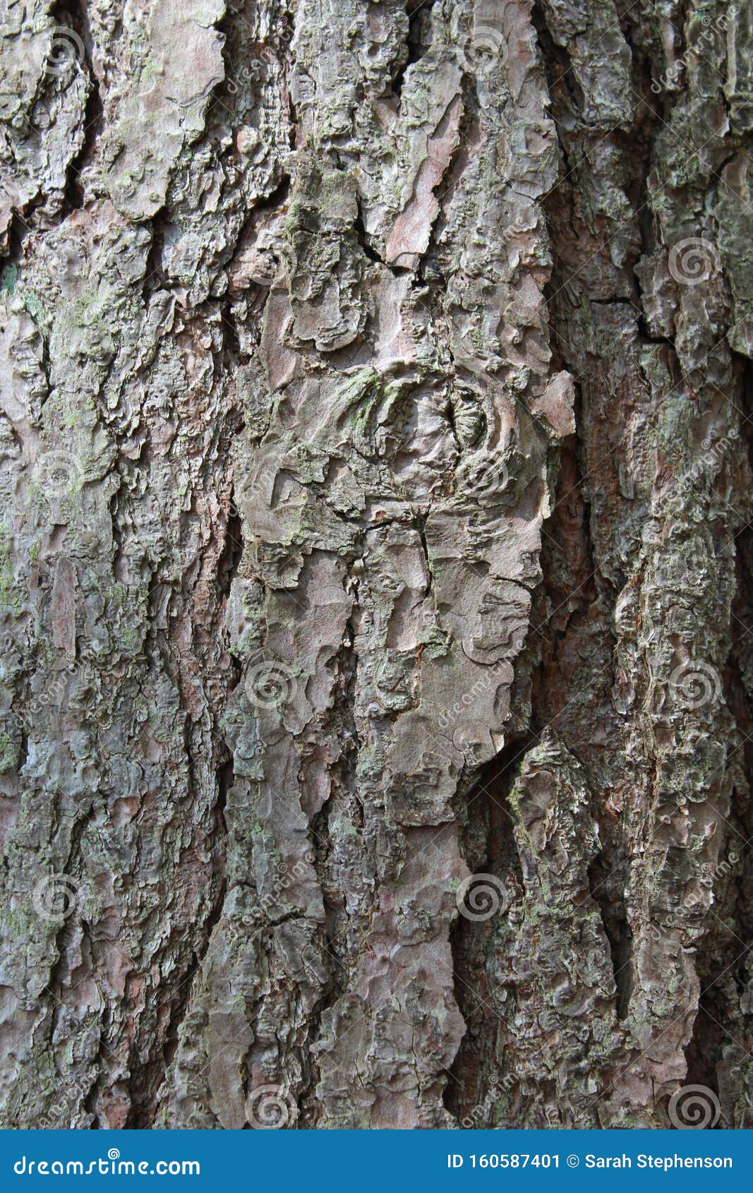 Bark on a British Tree stock image. Image of track, daytime - 160587401